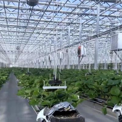 中国 自動制御システムを持つ大きなベンロ様式ガラス農業温室 販売のため