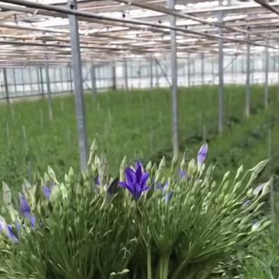 中国 自動制御システムを持つ大きなベンロ様式ガラス農業温室 販売のため