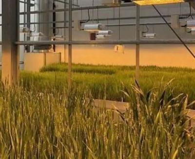 Cina Serra di illuminazione controllata con spruzzo d'acqua a doppio strato per soluzioni di piantagione in vendita