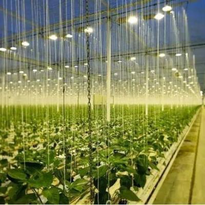 Cina Copertura di vetro JX-GG-12 impianto di semina idroponica ombreggiata serra illuminata da Juxiang in vendita