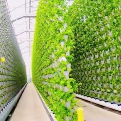Cina Impianto di semina idroponica serra con pellicola di ombreggiamento all'interno con ombreggiamento all'esterno in vendita