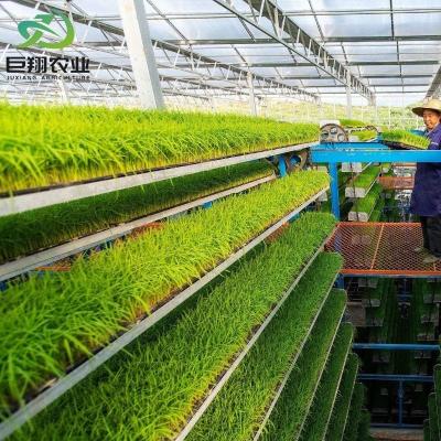 Customized Span 8m 9.6m 12m Greenhouse for Cucumber Made of Hot-DIP Galvanized Steel Pipe