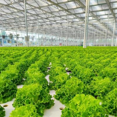 Cina Serre di vetro a prezzi ragionevoli per la produzione di grandi ortaggi e grandi dimensioni in vendita