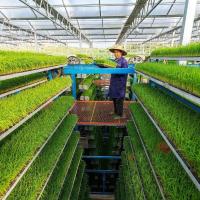 China Cultivation Method Hydroponics Customized Glass Greenhouse for Cucumber Customization for sale