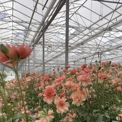 Cina Canopy serra a doppio strato di vetro per fiori 50.00cm * 60.00cm * 80.00cm Dimensione del pacchetto in vendita