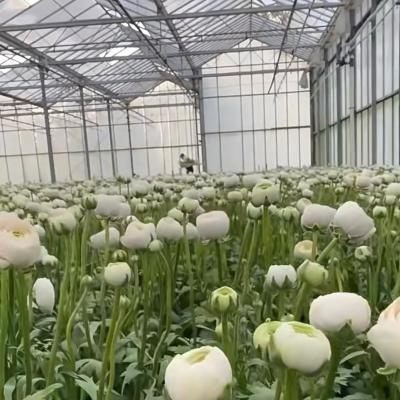 Cina Serra di vetro a doppio strato personalizzata per fiori su misura in vendita