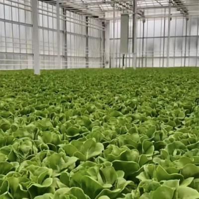 Cina Serra di vetro a doppio strato personalizzata per fiori su misura in vendita