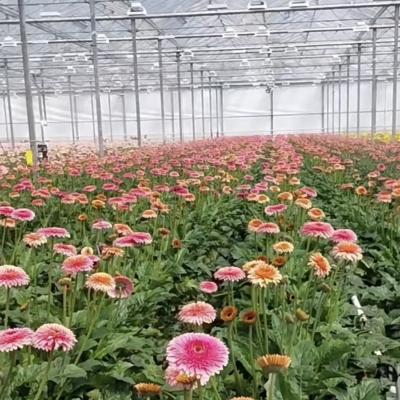 Cina Serra di vetro a doppio strato personalizzata per fiori su misura in vendita