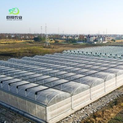 Cina Serra a pellicola multi-span personalizzata per pomodori/comori/peperi/fresche idroponiche in vendita