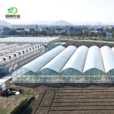Cina Serra a pellicola multi-span personalizzata per pomodori/comori/peperi/fresche idroponiche in vendita
