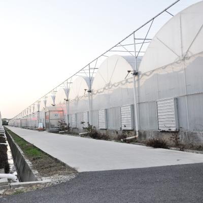 Cina Serra a pellicola multi-span personalizzata per pomodori/comori/peperi/fresche idroponiche in vendita