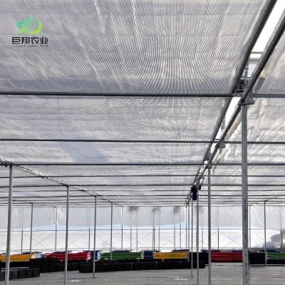 Cina Serra a pellicola multi-span personalizzata per pomodori/comori/peperi/fresche idroponiche in vendita