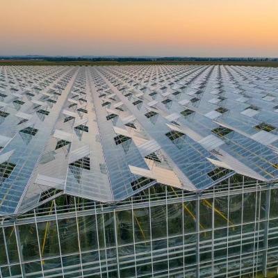 Cina Serra in vetro a strato singolo per l'orticoltura personalizzata alle vostre esigenze in vendita