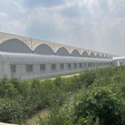 Cina Sistema idroponico di irrigazione per fragole/fiori/verdure Serra in plastica galvanizzata in acciaio in vendita