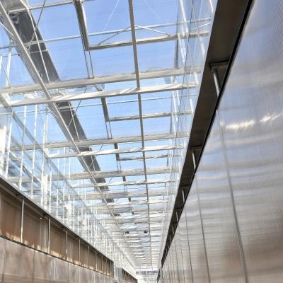 Cina Serra solare multispan idroponica serra a pellicola di plastica per aziende agricole commerciali in vendita