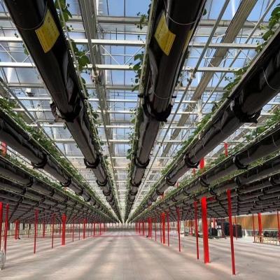 Cina Grandi serre in vetro per la crescita sostenibile US 20/metro quadrato Grande dimensione in vendita