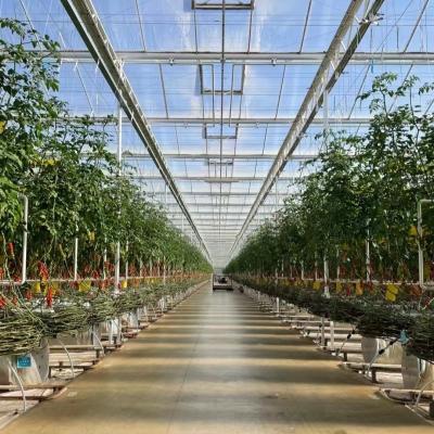Cina Grandi serre in vetro per la crescita sostenibile US 20/metro quadrato Grande dimensione in vendita