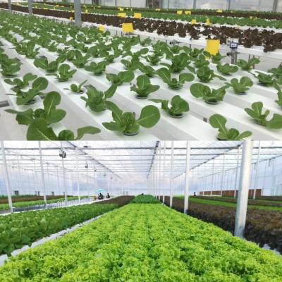 Cina Materiali da costruzione Struttura in acciaio Grandi dimensioni Orticoltura Serra con tetto di vetro in vendita