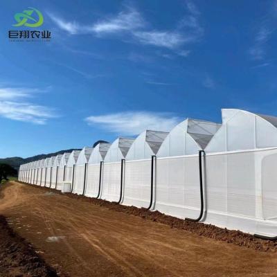 Cina Serra con tetto in PE per ortaggi pomodori cetrioli fragole versatile e personalizzabile in vendita