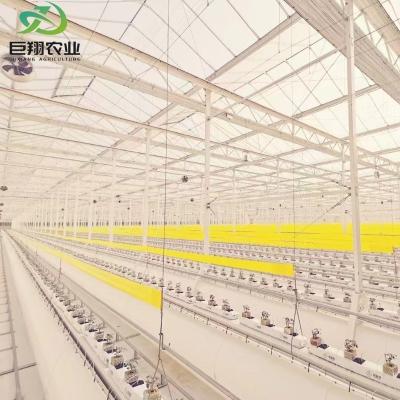 Cina Serra con tetto in PE per ortaggi pomodori cetrioli fragole versatile e personalizzabile in vendita