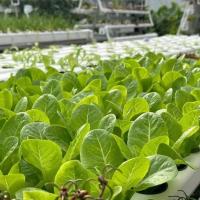 China Double Layer Greenhouse Canopy with Good Light Transmission and Multi Span Function for sale