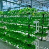China Double Layer Greenhouse Canopy with Good Light Transmission and Multi Span Function for sale