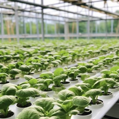 Cina Serra in vetro multi-spano per la crescita delle piante in vendita
