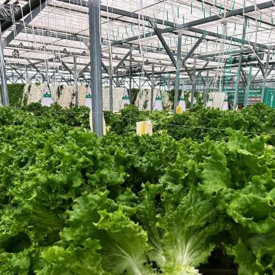 Cina Pagamento iniziale competitivo Serra per oasi botaniche recinto un tipo di tetto in vendita