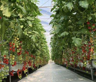 Cina Pagamento iniziale competitivo Serra per oasi botaniche recinto un tipo di tetto in vendita