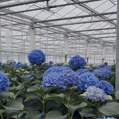 Cina Pagamento iniziale competitivo Serra per oasi botaniche recinto un tipo di tetto in vendita
