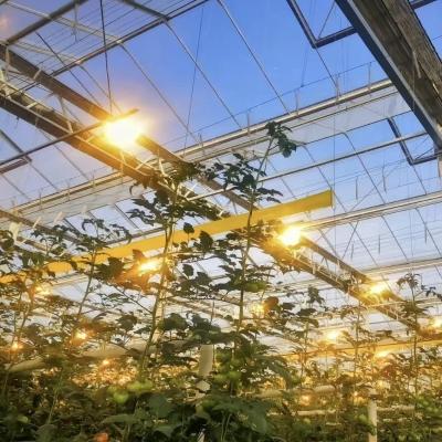 Cina Pagamento iniziale competitivo Serra per oasi botaniche recinto un tipo di tetto in vendita