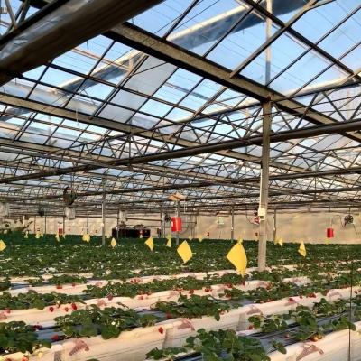 Cina Struttura in acciaio Serra in vetro con buona trasmissione della luce per la coltivazione di fiori JX-A00241 in vendita