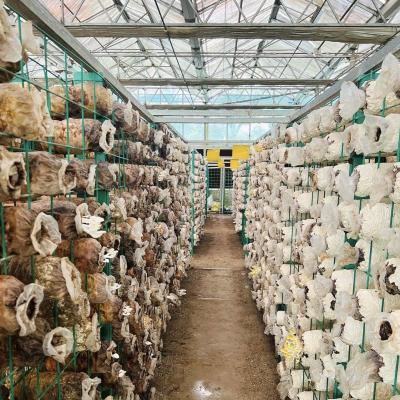 Cina Serra in vetro idroponico a doppio strato con schermo ombreggiante Peso 100.000 kg Pacchetto in vendita