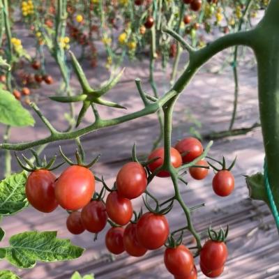 Cina Pacco Peso lordo 100.000 kg Serra in vetro singolo con irrigazione a goccia e galleggiante in vendita