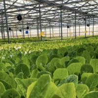 China Double Layer Multi-System Glass Greenhouse for Flower Growing Initial Payment Required for sale