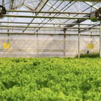 China Double Layer Multi-System Glass Greenhouse for Flower Growing Initial Payment Required for sale