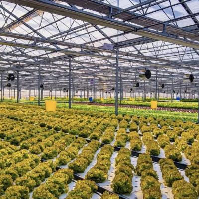 Cina Serra di vetro su richiesta personalizzata con sistema di fiori e forma del tetto personalizzata in vendita