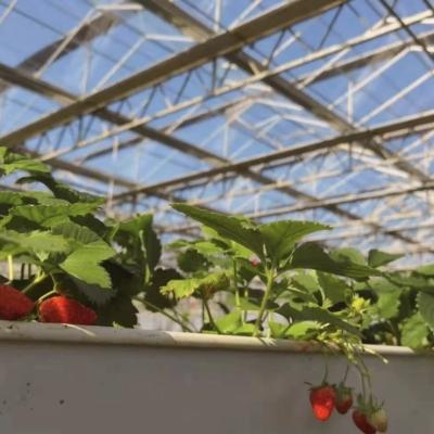 Cina Trasforma la tua attività di coltivazione di fiori con una serra in vetro idroponica a uno strato in vendita