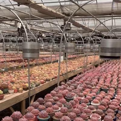 Cina Trasforma la tua attività di coltivazione di fiori con una serra in vetro idroponica a uno strato in vendita