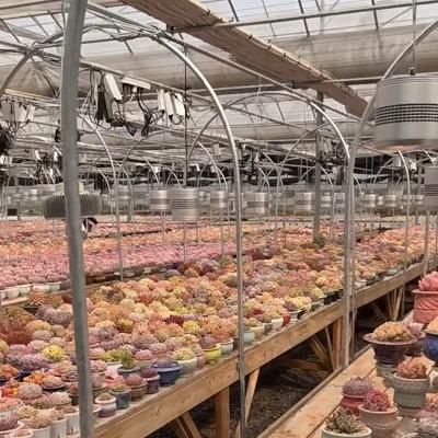 Cina Sistema idroponico in serra di vetro per la coltivazione di fiori un tipo di tetto richiesta personalizzata in vendita