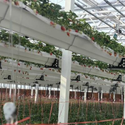 Cina Sistema idroponico in serra di vetro per la coltivazione di fiori un tipo di tetto richiesta personalizzata in vendita