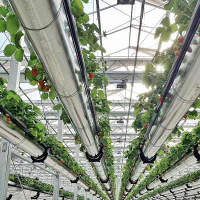 Cina Serra in vetro a doppio strato a prezzi accessibili US 20/metro quadrato Sistema di fiore idroponico in vendita