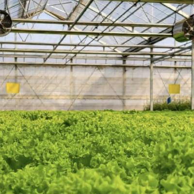 Single Layer Glass Greenhouse for Flower Cultivation A Type Roof Glass Covered Glass Roof