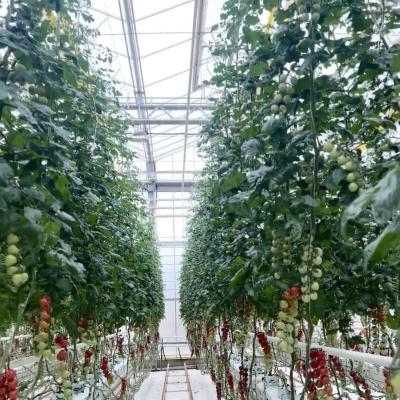 Cina Sistema idroponico in serra a doppio strato di vetro per la coltivazione di fiori Rimborso di 30 giorni in vendita