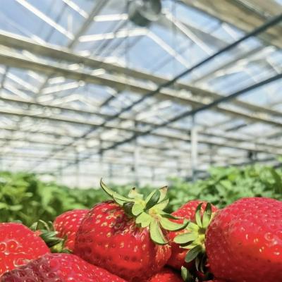 Cina Sistema idroponico in serra a doppio strato di vetro per la coltivazione di fiori Rimborso di 30 giorni in vendita