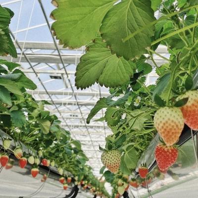 Cina Serra in vetro multi-sistema per fiori personalizzazione fatta per le vostre specifiche in vendita