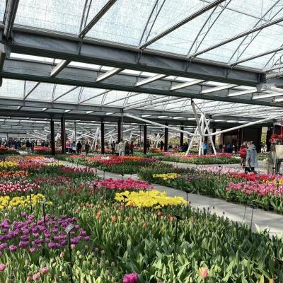 Cina Serra in vetro multi-sistema per fiori personalizzazione fatta per le vostre specifiche in vendita