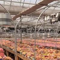 China Float Glass Greenhouse for Vegetables Multi Span Design Customized Request Accepted for sale