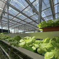 China Float Glass Greenhouse for Vegetables Multi Span Design Customized Request Accepted for sale