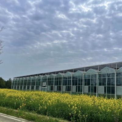 Cina Pagamento iniziale Serra di vetro di origine cinese con sistema idroponico multi-spano in vendita